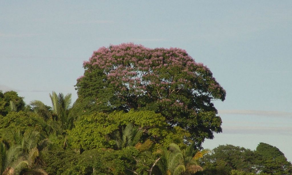 Species - Cumaru - TERAWOOD